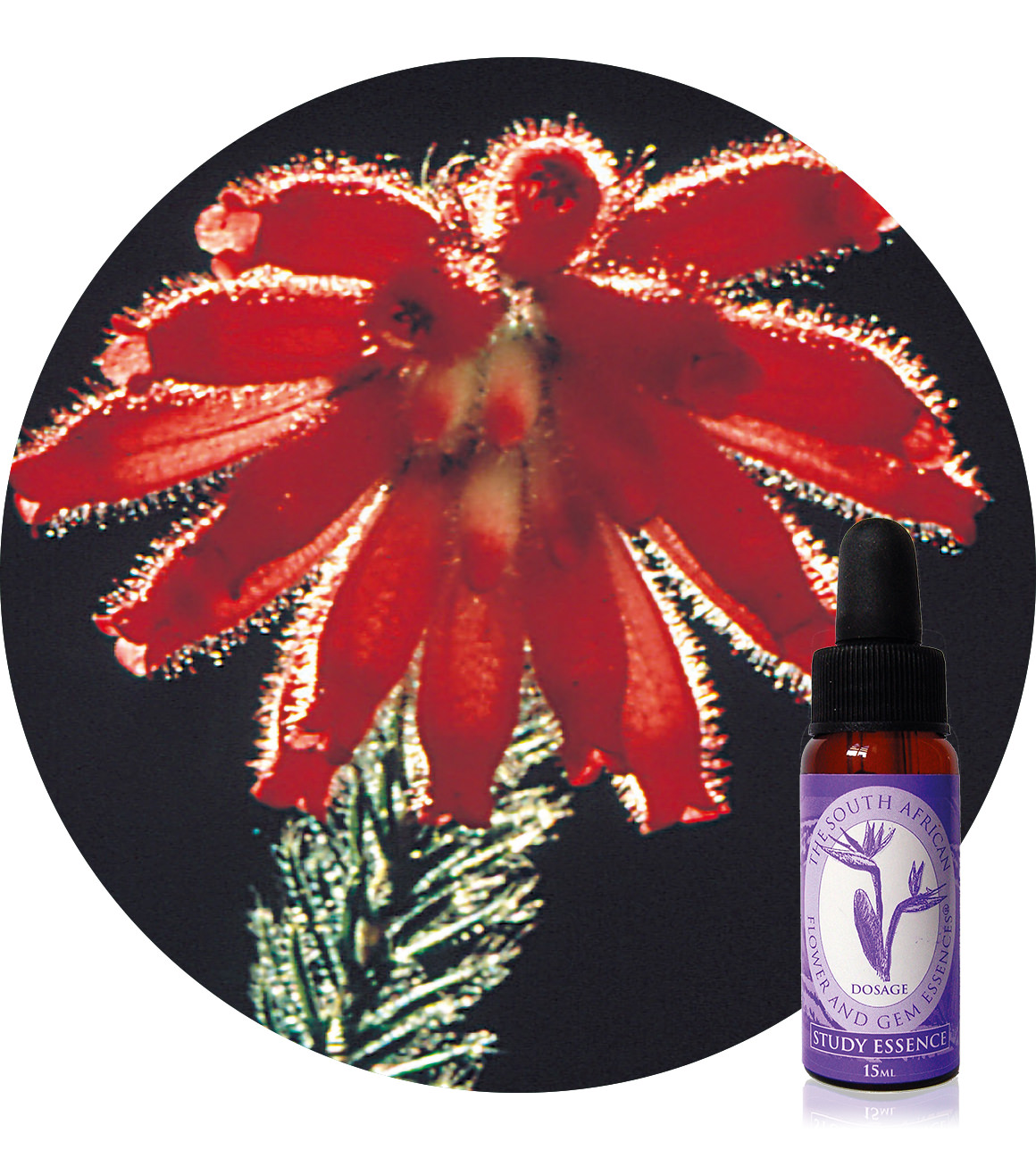Red Erica | South African Flower Essences | Der Essenzenladen